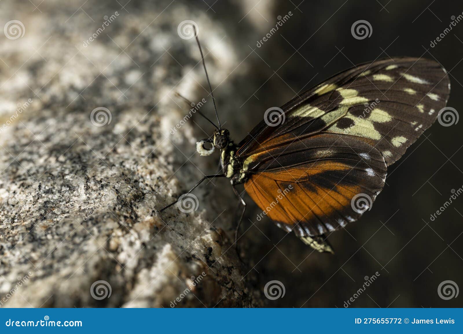 Tiger Longwing Butterfly stock photo. Image of antennae - 275655772