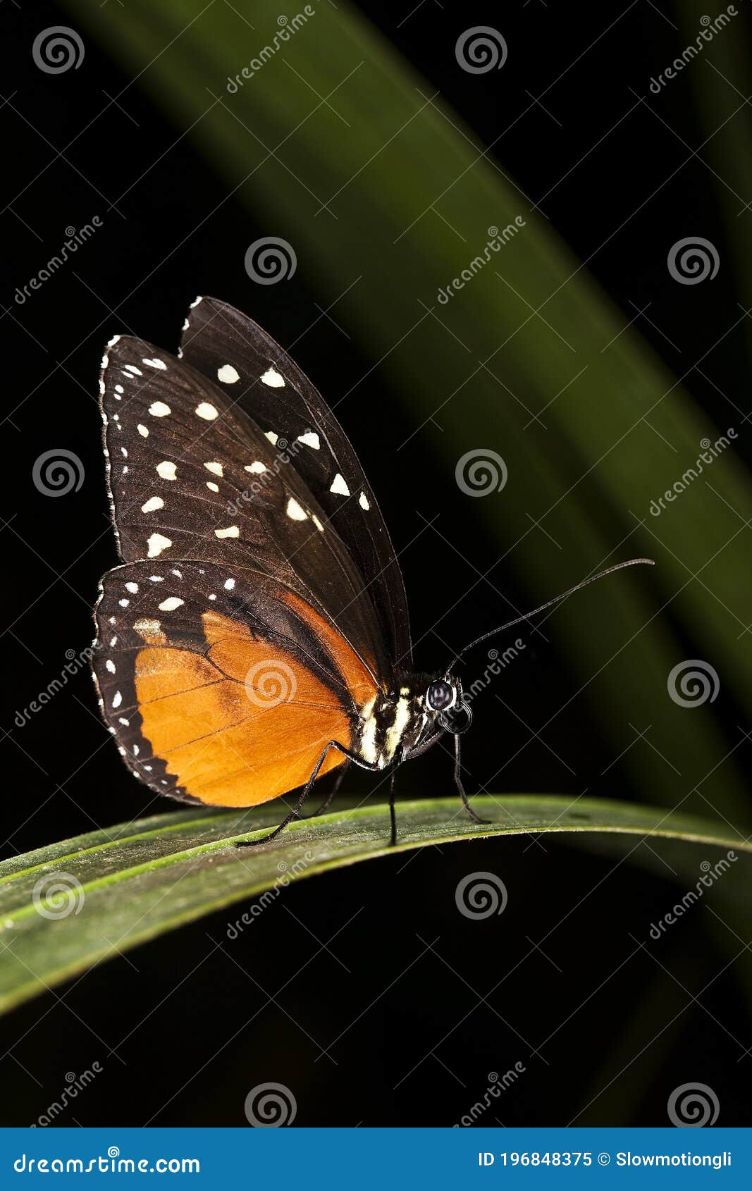 Tiger Longwing or Golden Helicon, Heliconius Hecale Stock Image - Image ...
