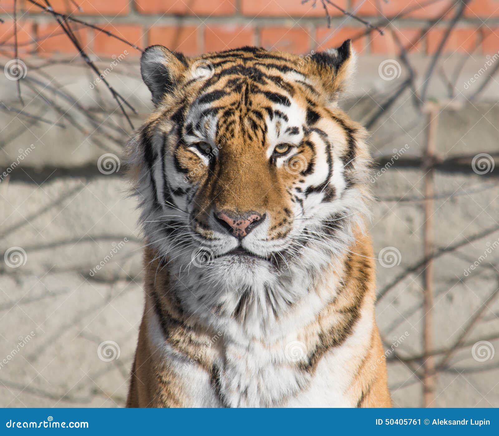 Tiger look stock image. Image of look, tiger, striped - 50405761
