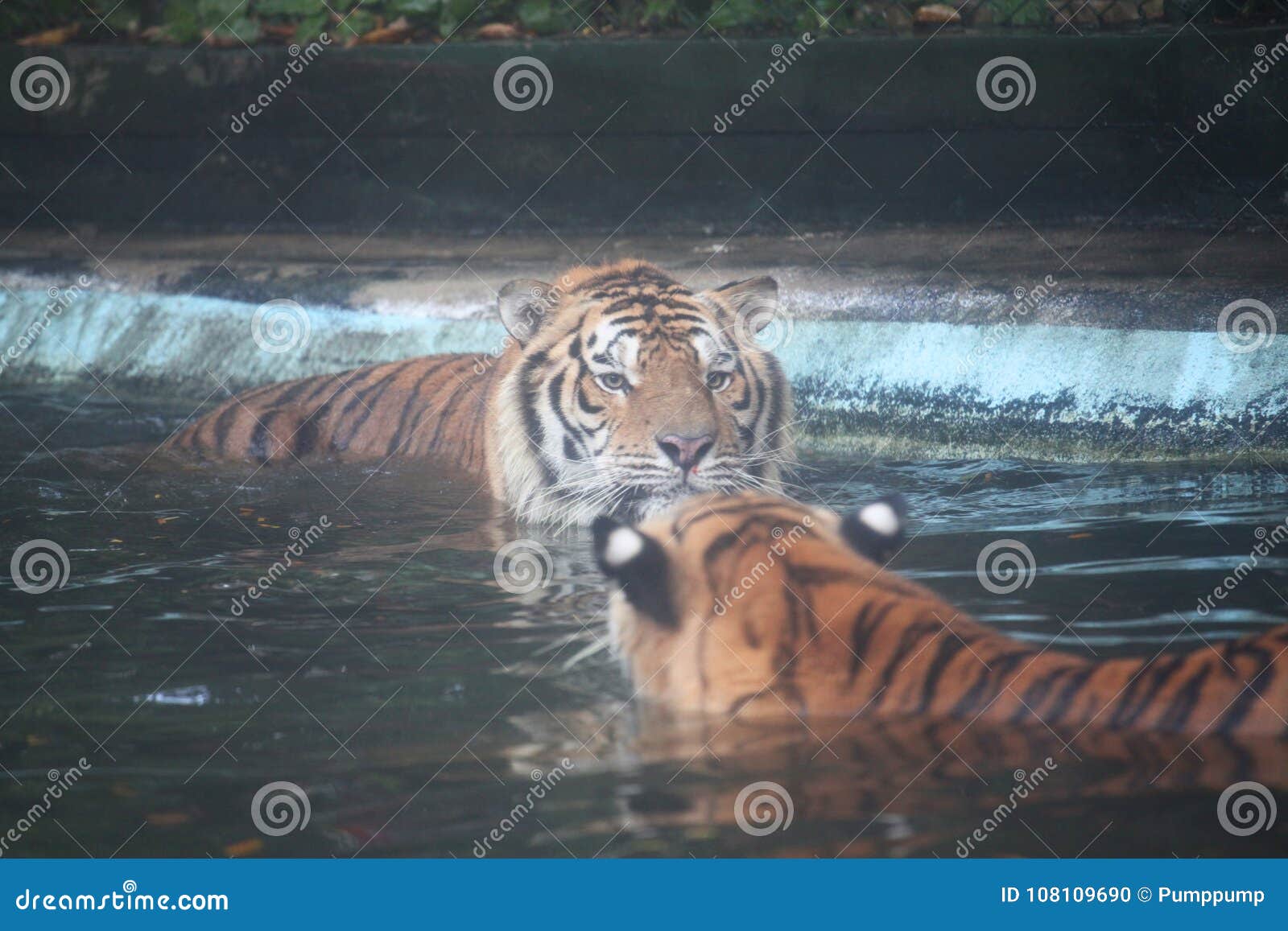 Tiger Look at Tiger in Pool Stock Photo - Image of yellow, feline ...