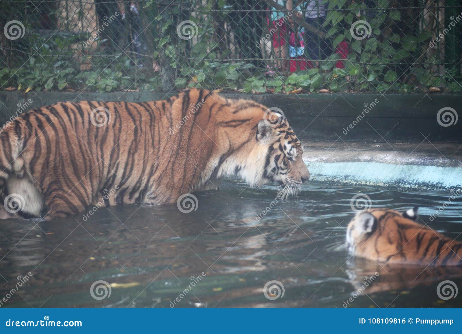 Tiger Look at Tiger in Pool Stock Photo - Image of looking, wildlife ...