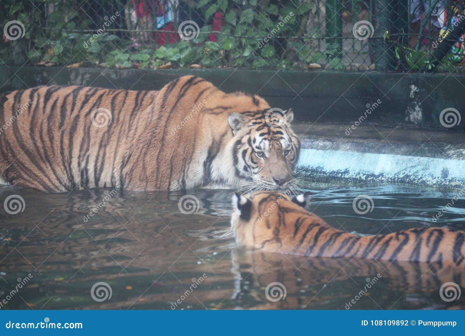 Tiger Look at Tiger in Pool Stock Photo - Image of body, white: 108109892