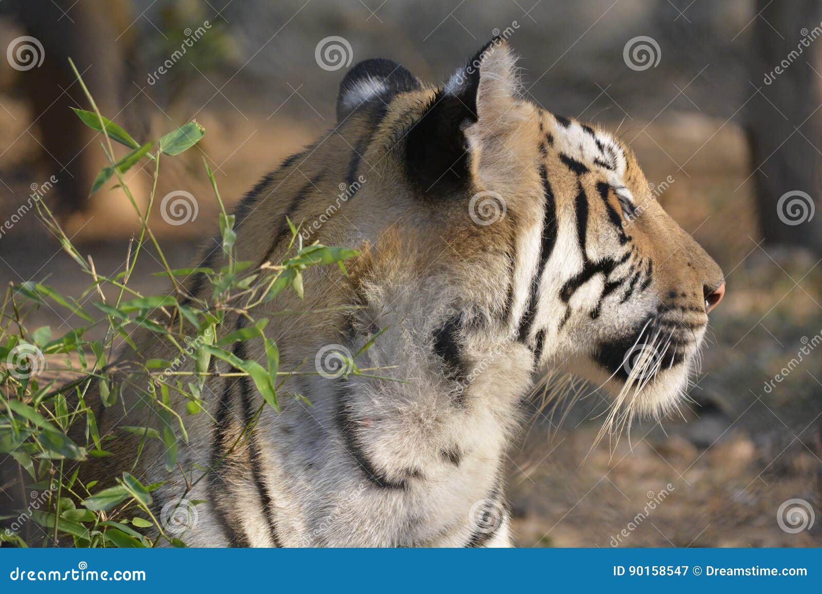 Tiger stock image. Image of tigerlook, tiger, skin, wildanimal - 90158547