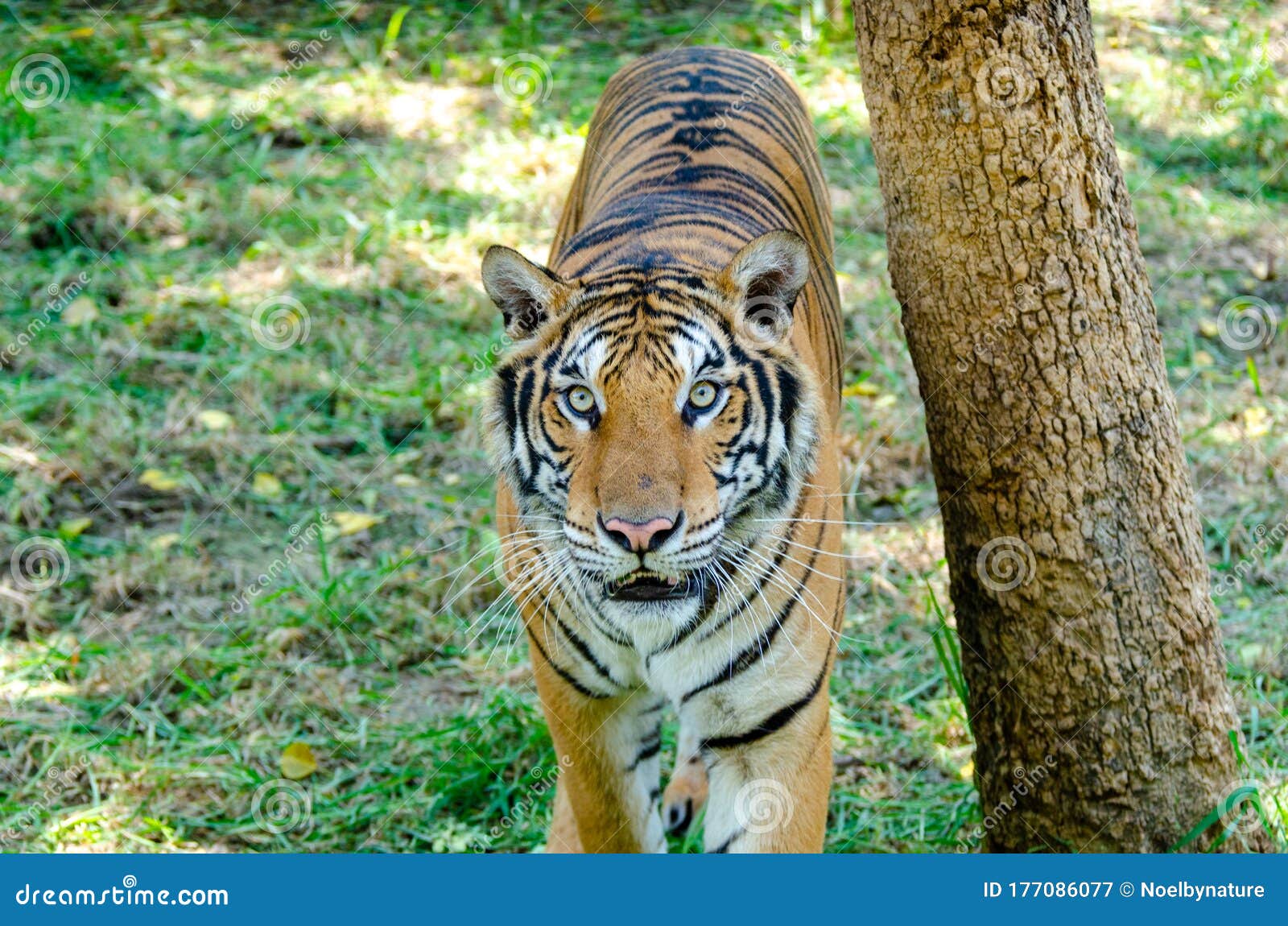 Tiger Lookin Upwards beside a Tree Stock Image - Image of animal, front ...