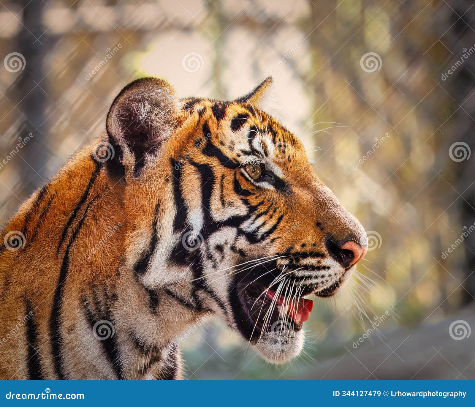 A Tiger is Looking at Another Tiger with Its Mouth Open Stock Image ...