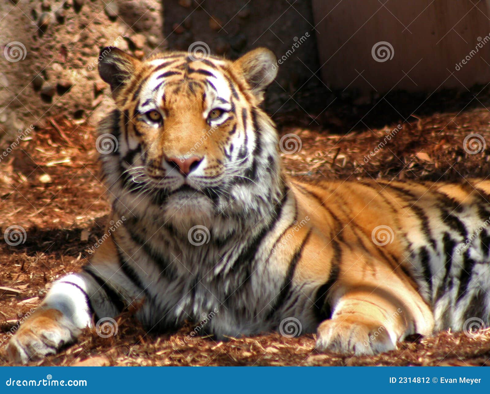 Tiger looking at camera stock photo. Image of large, predator - 2314812