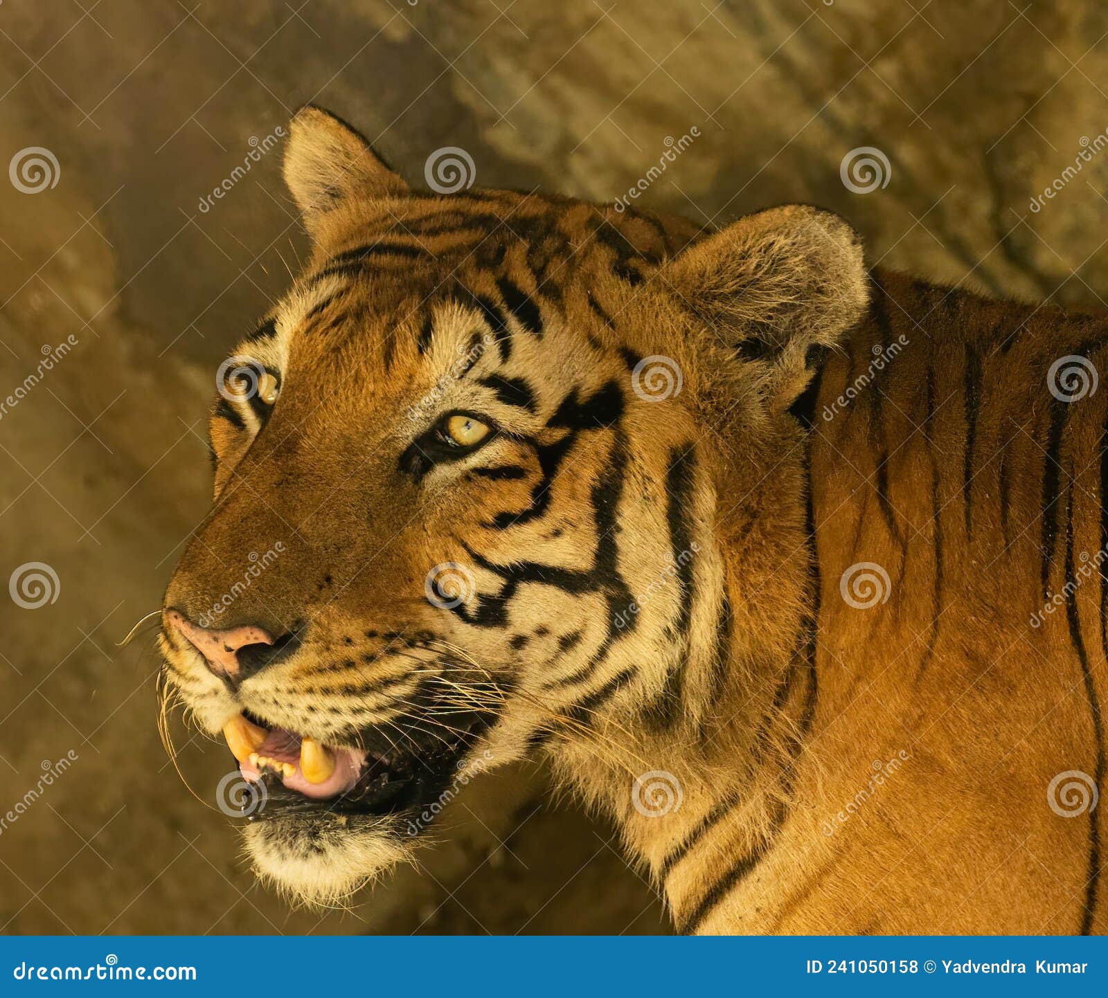 A Tiger Looking into Camera Stock Photo - Image of reflections, bengal ...
