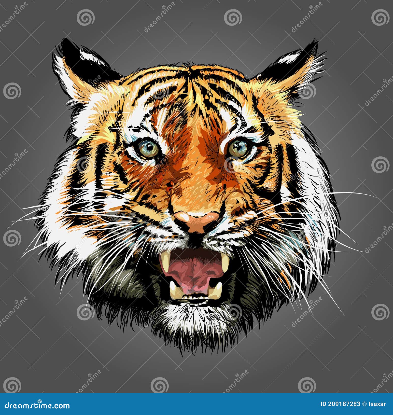 Tiger Looking at Camera Tropical Animal in Asia Stock Vector ...