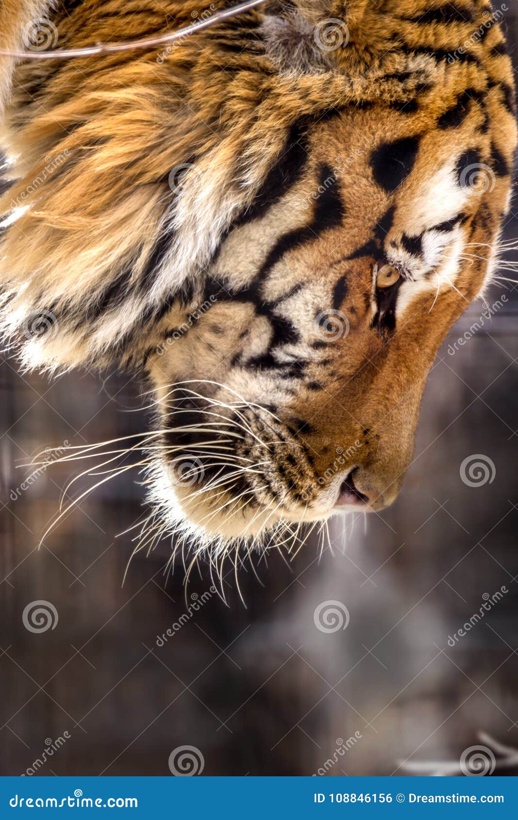 Tiger breath stock photo. Image of looking, nature, whiskers - 108846156