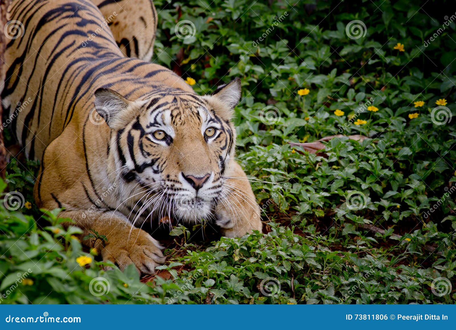 Tiger Looking At Camera. Portrait. Vertical. Royalty-Free Stock ...