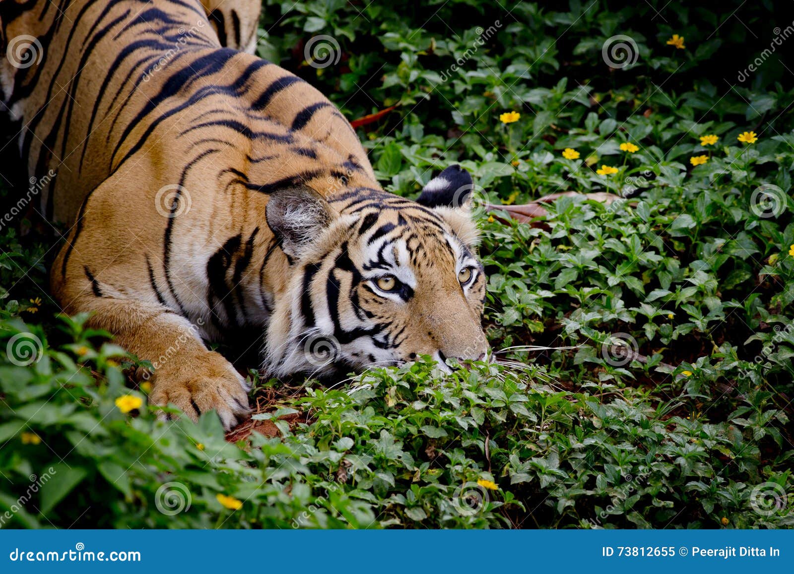 Tiger Looking His Prey and Ready To Catch it Stock Image - Image of ...