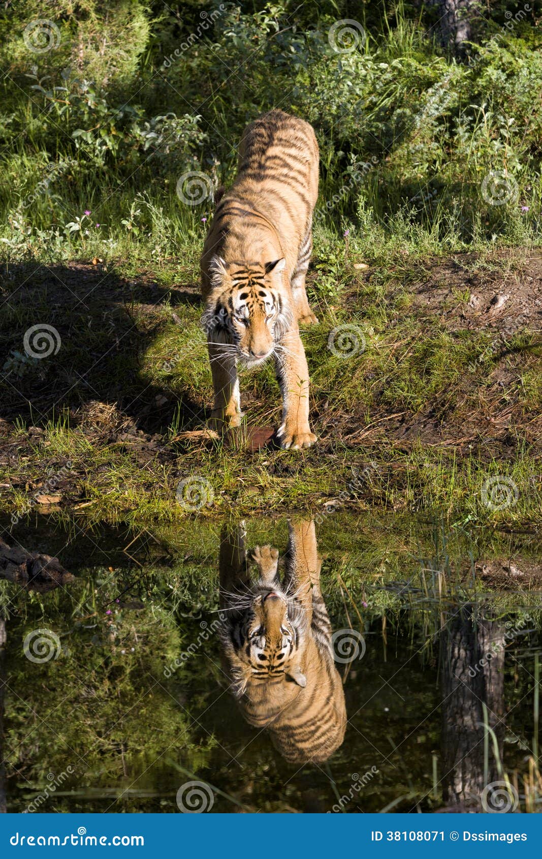 Tiger Looking at His Reflection Stock Image - Image of animal ...