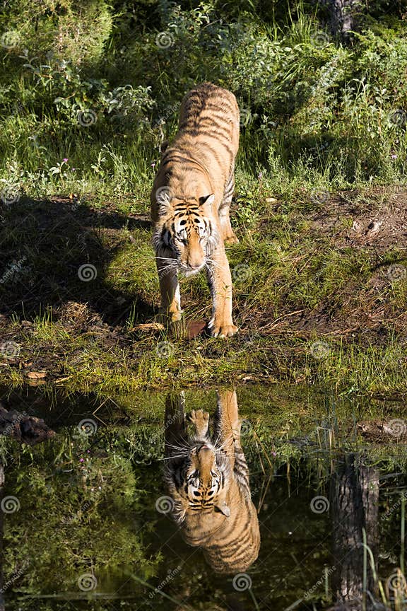 Tiger Looking at His Reflection Stock Image - Image of animal ...