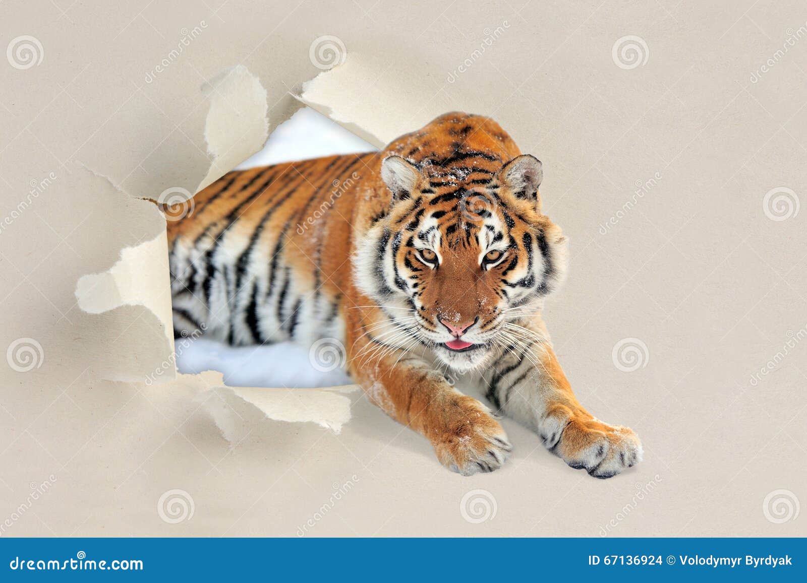 Tiger Looking through a Hole Torn the Paper Stock Photo - Image of ...