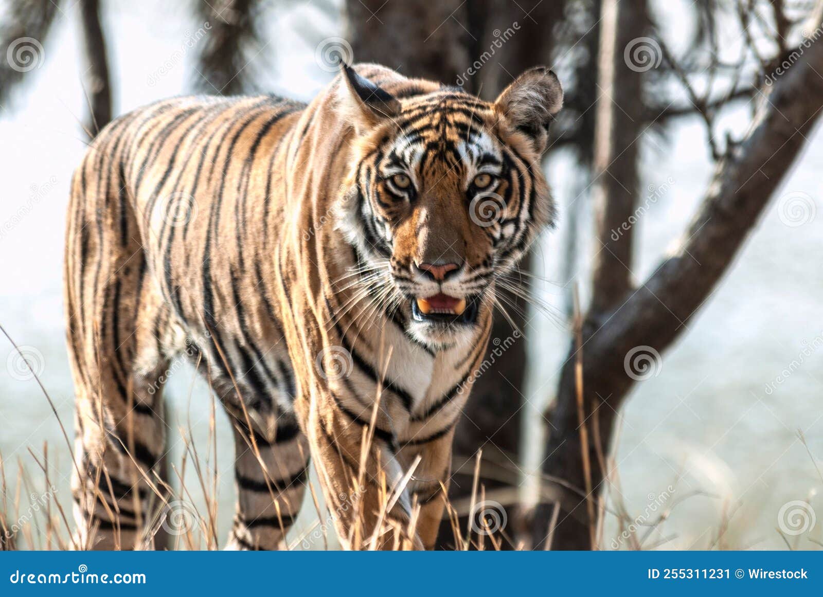 Tiger Looking with a Hunting Gaze Stock Image - Image of orange ...