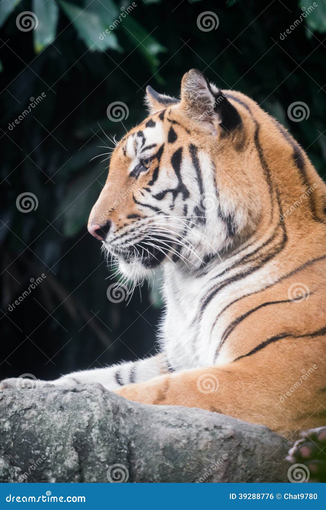 Tiger is looking left stock photo. Image of face, siberian - 39288776