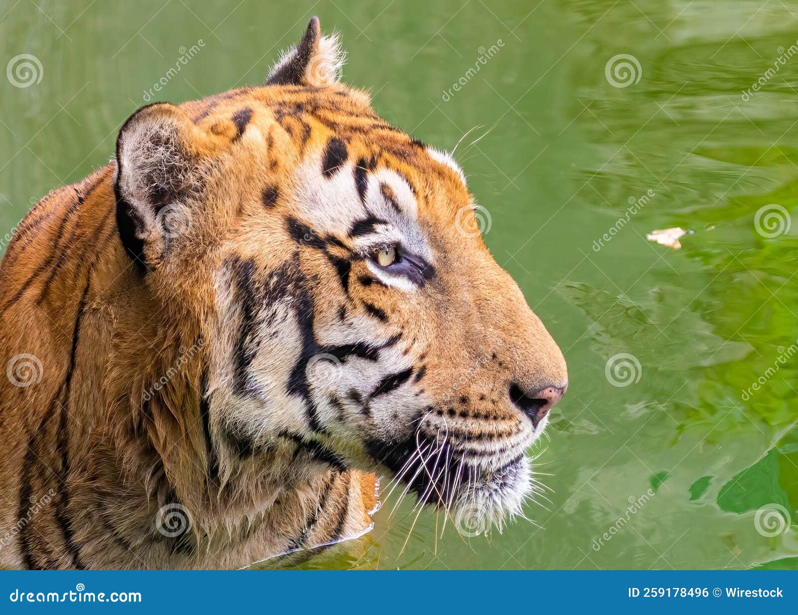 A Tiger Looking at Some Object Stock Photo - Image of wilderness, gaze ...