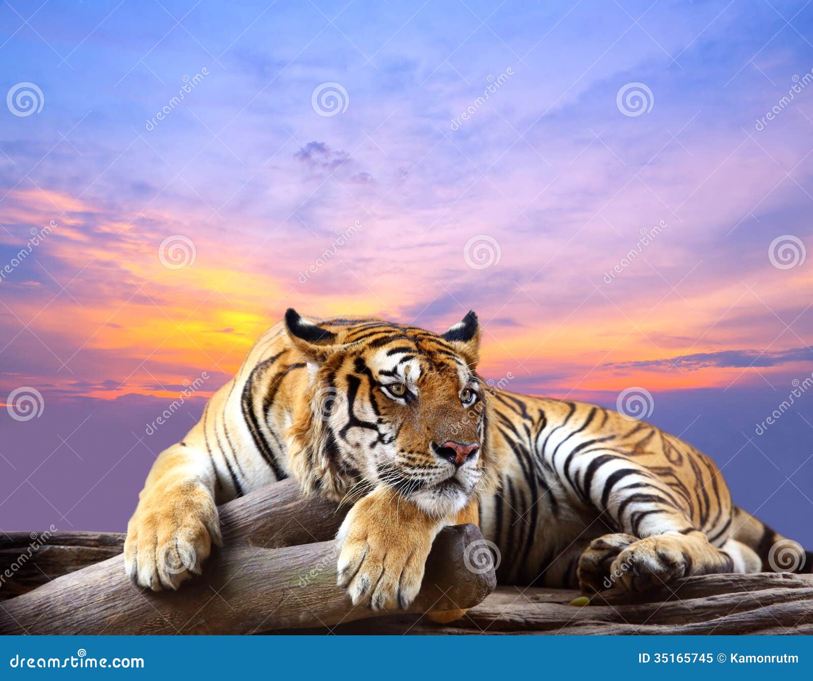 Tiger Looking At Camera. Portrait. Vertical. Royalty-Free Stock ...