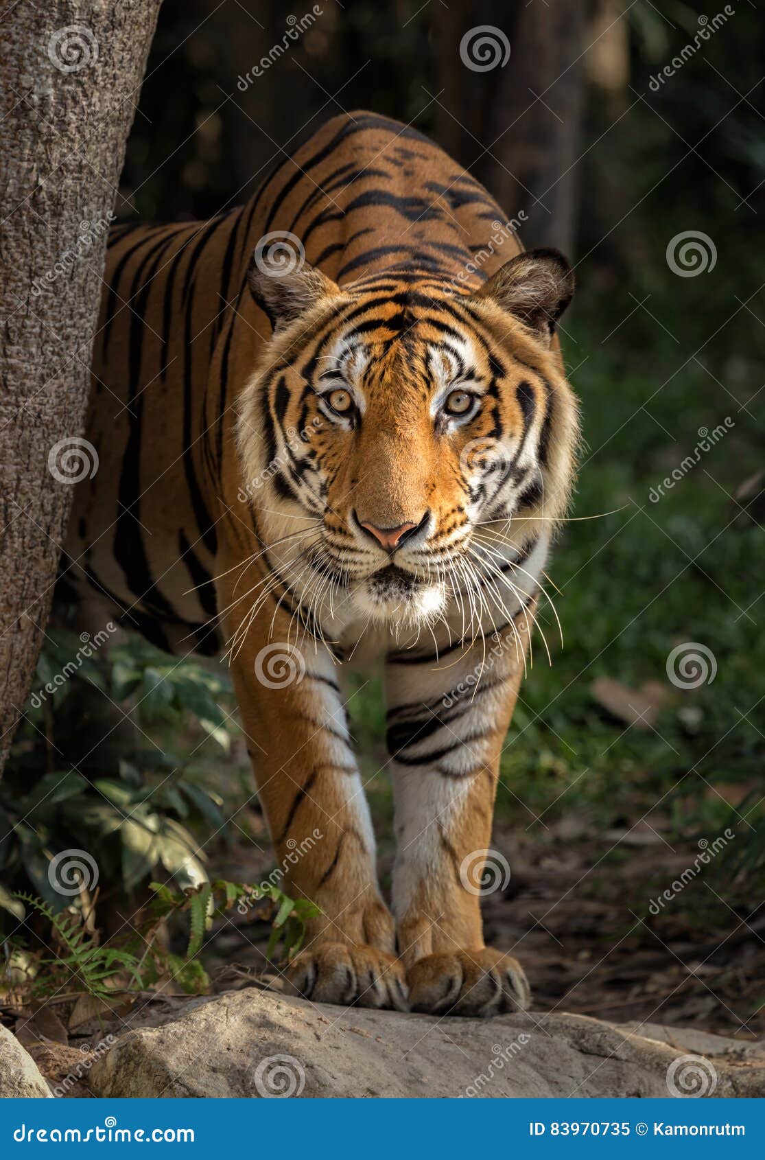 Tiger Looking At Camera. Portrait. Vertical. Royalty-Free Stock ...
