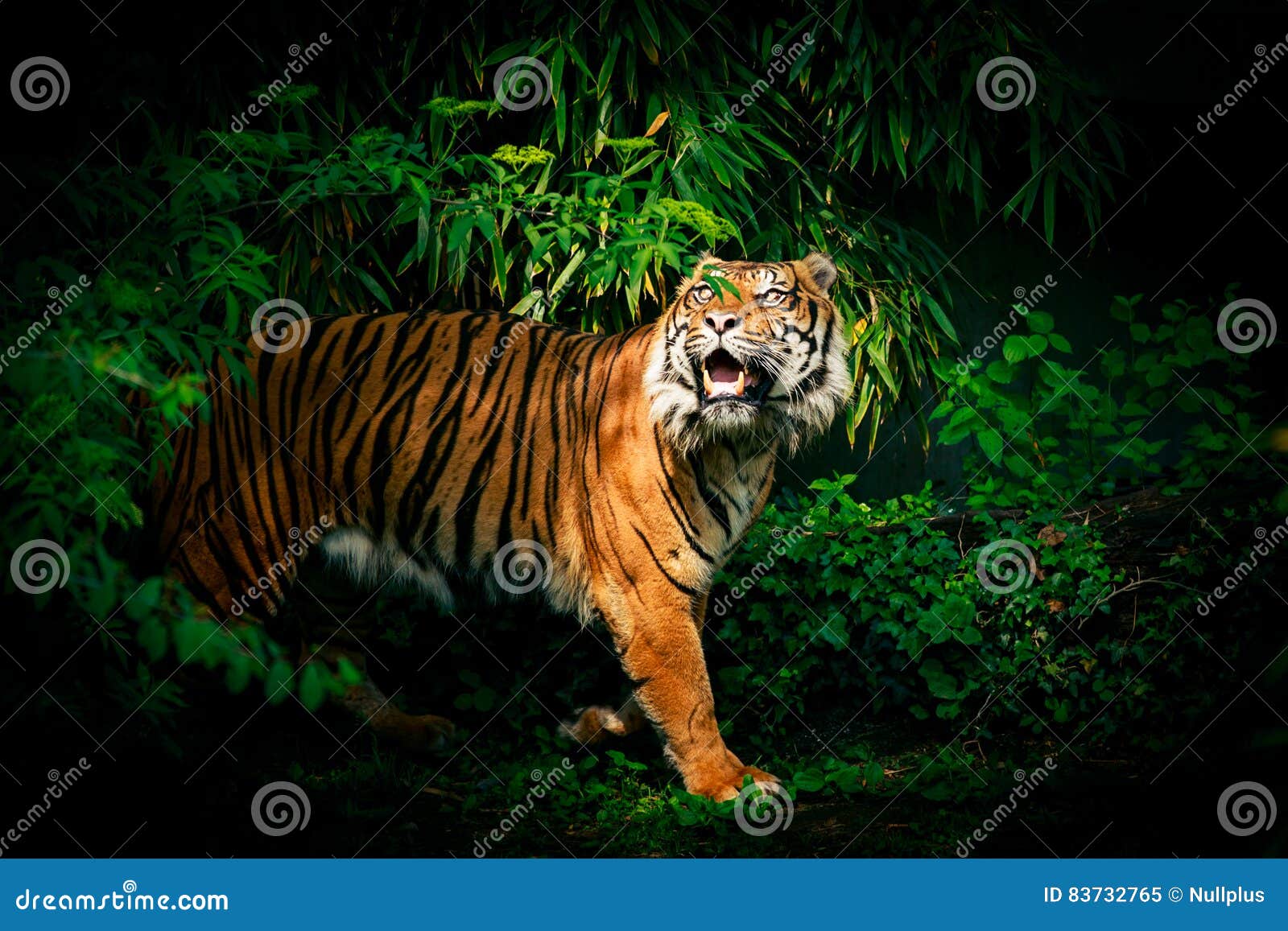 Tiger Looking Up stock image. Image of feline, captivity - 83732765