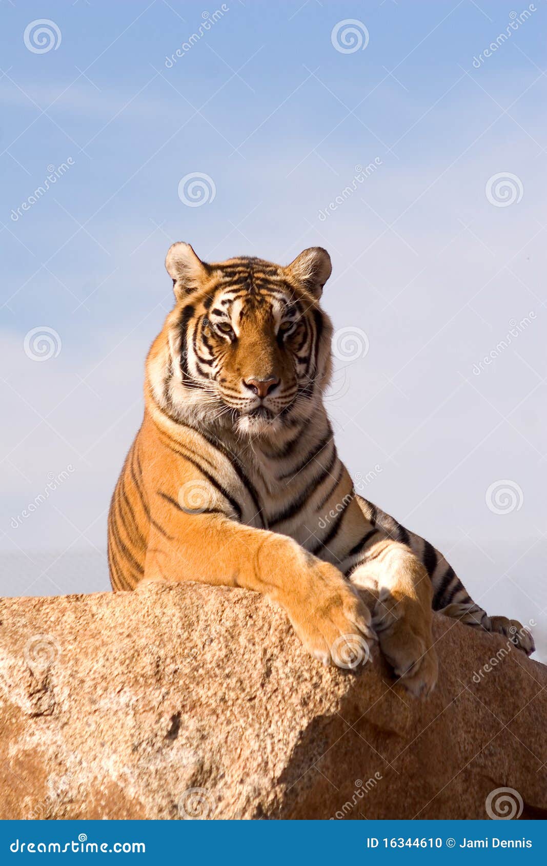 Tiger Looking at you stock photo. Image of outdoors, animal - 16344610