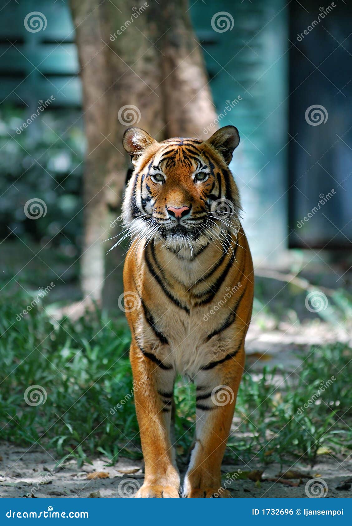Tiger looking at you stock photo. Image of roaring, carnivore - 1732696