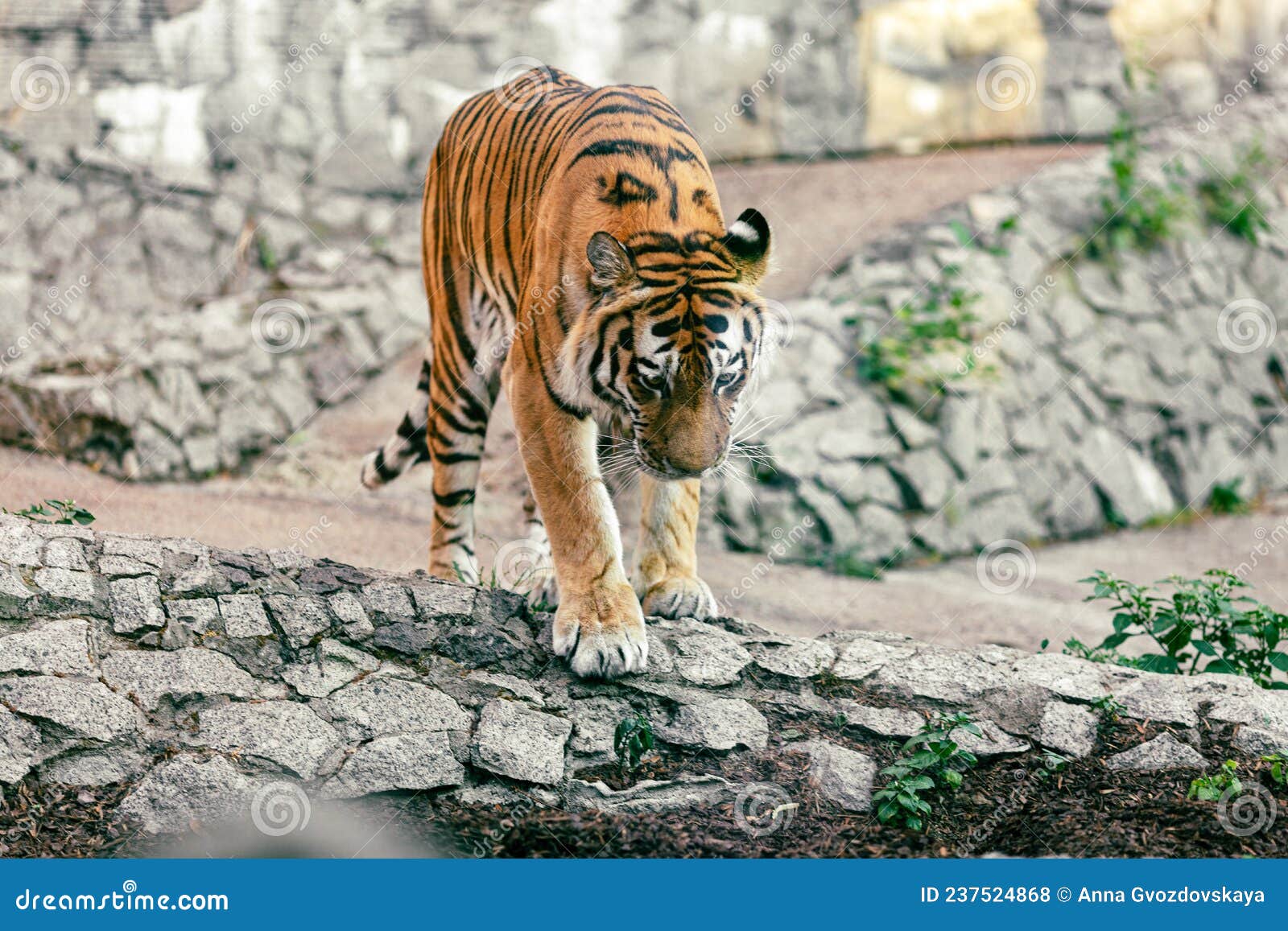 The Tiger Looks Down, about To Jump Stock Photo - Image of endangered ...