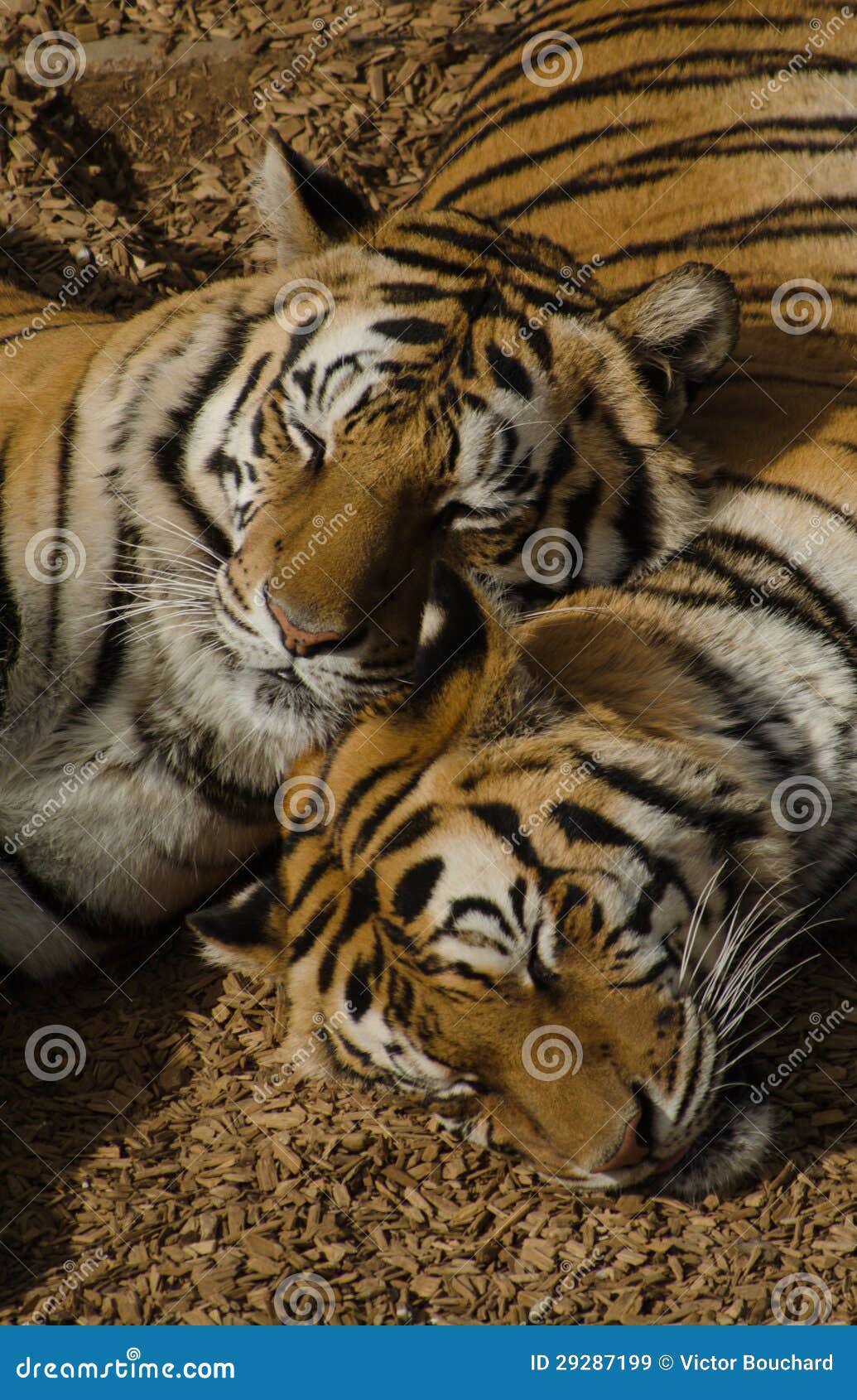 Tiger Love stock image. Image of couple, tiger, wild - 29287199