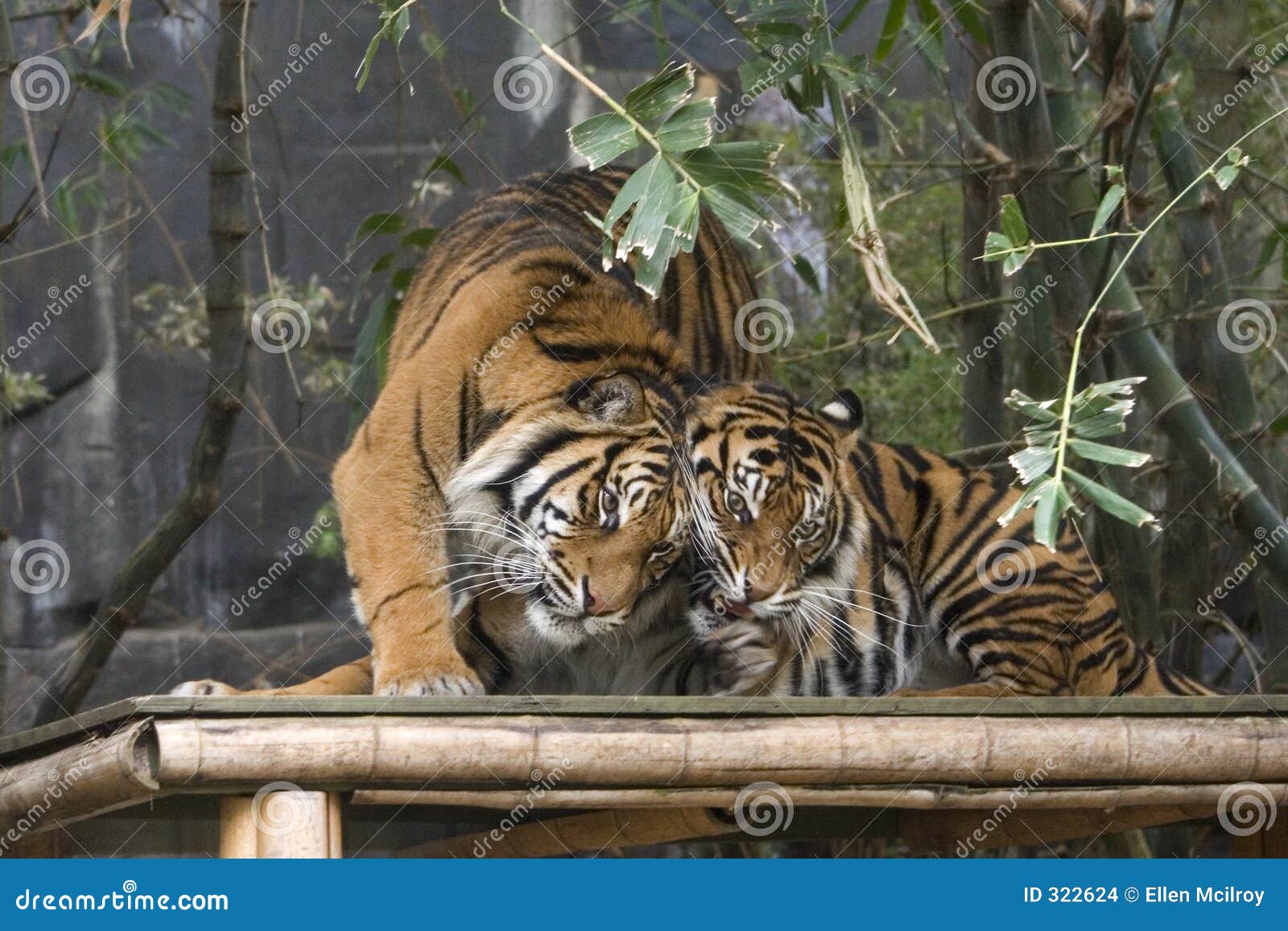 Tiger Love stock photo. Image of dangerous, striped, nature - 322624
