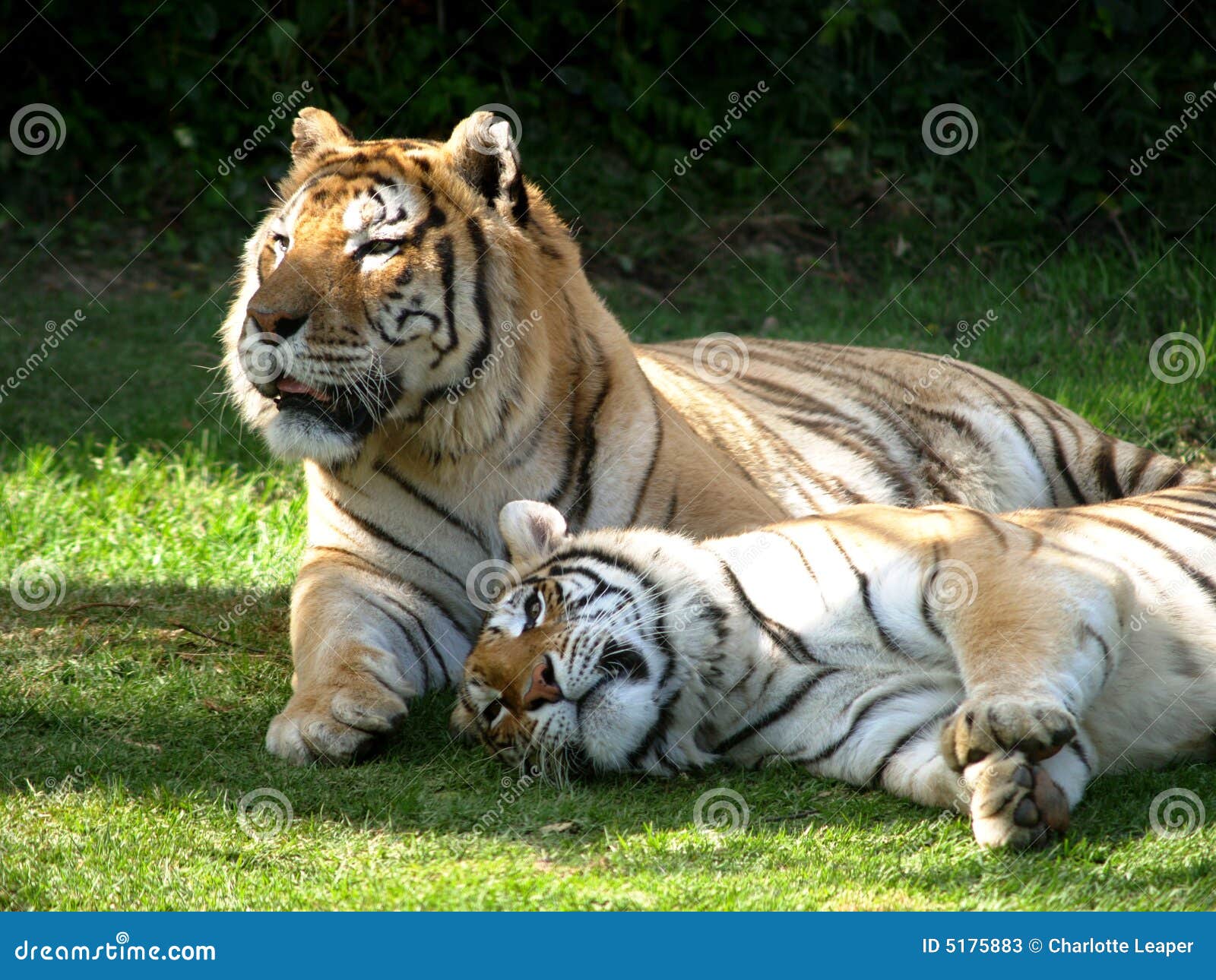 Tiger Love stock image. Image of couple, carnivorous, love - 5175883