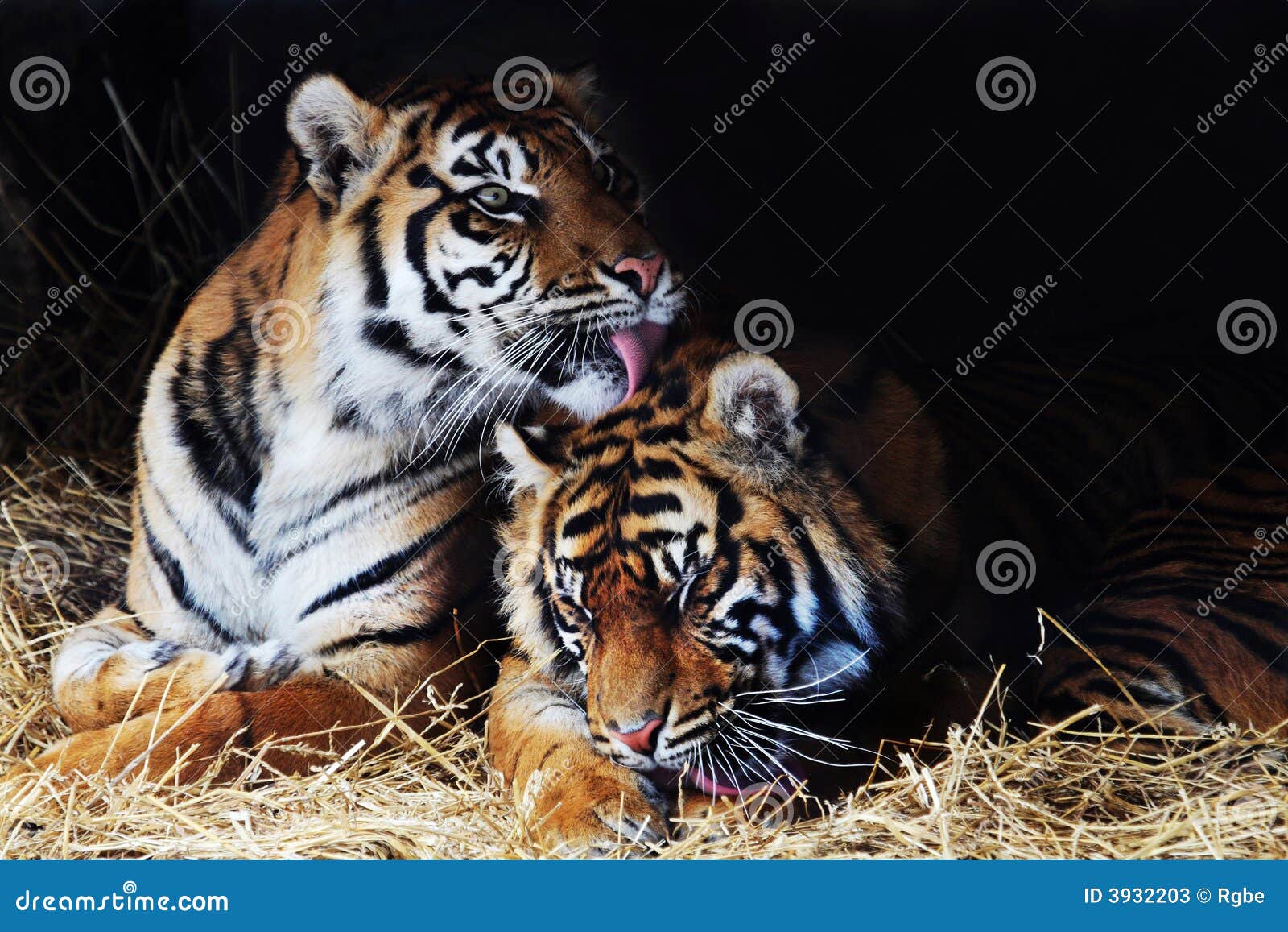 Tiger lover stock image. Image of animals, love, sweet - 3932203