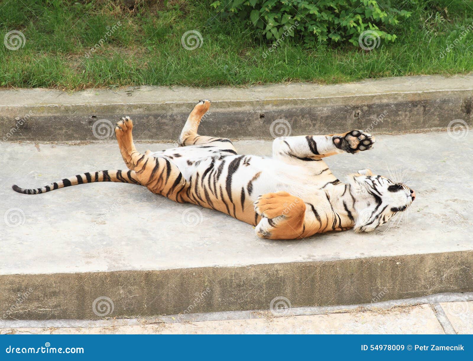 Tiger lying on back stock image. Image of striped, dangerous - 54978009