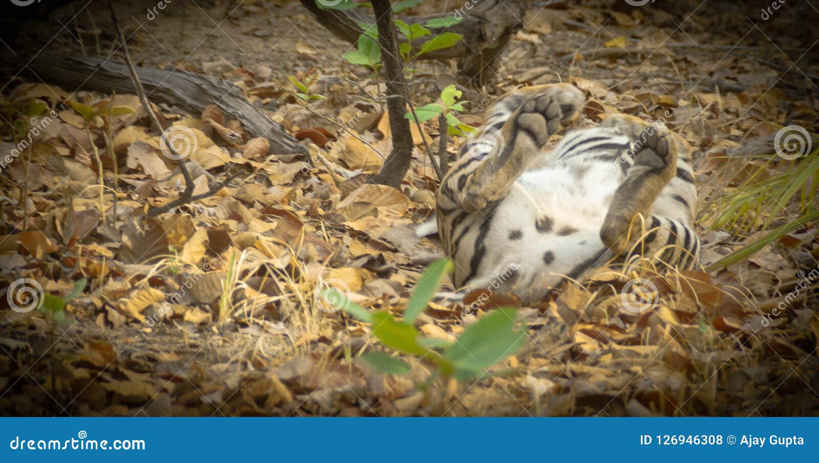 Tiger Lying on Back Showing Paws Stock Photo - Image of animal, tiger ...