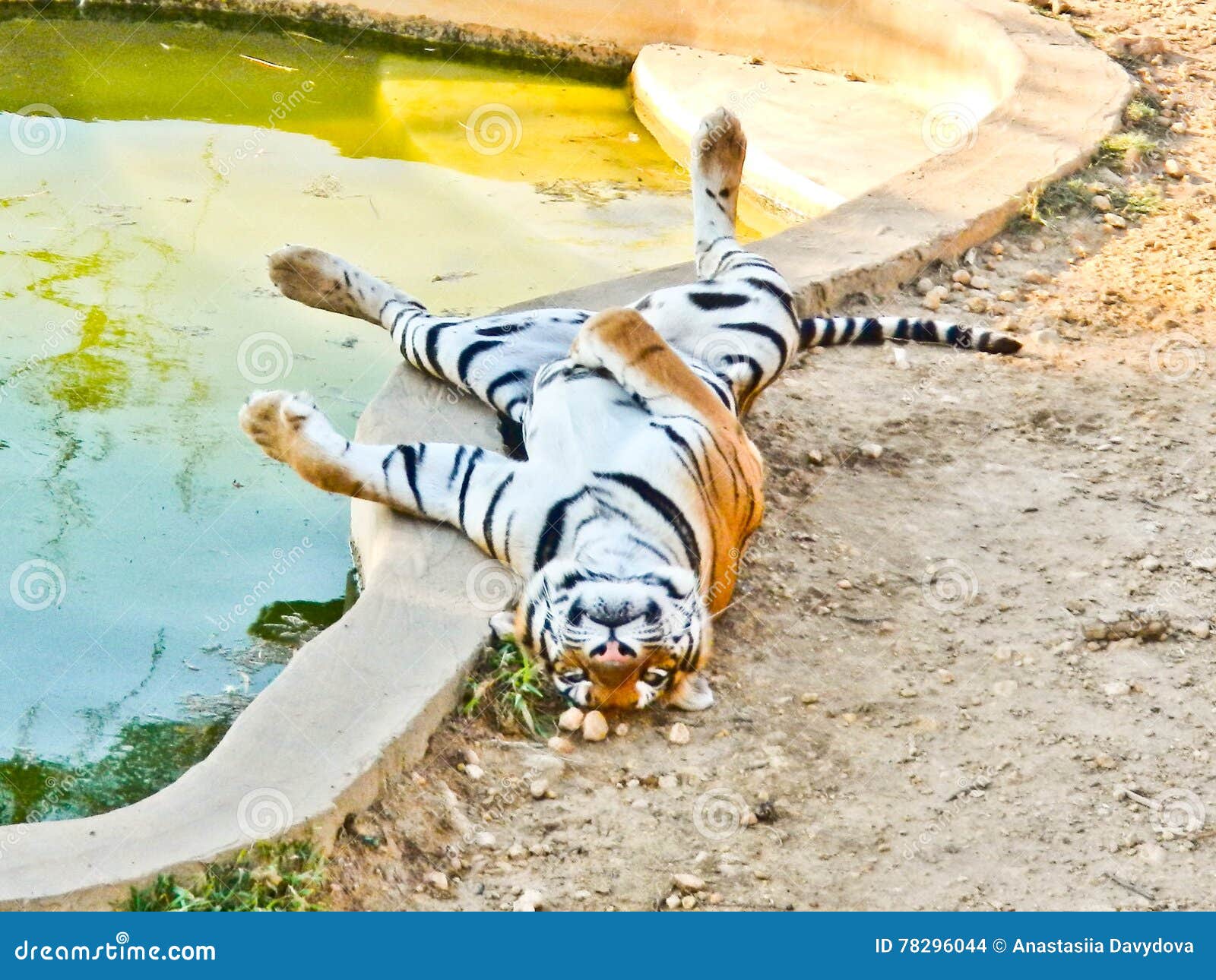 Tiger lying on the back stock photo. Image of tummy, lying - 78296044