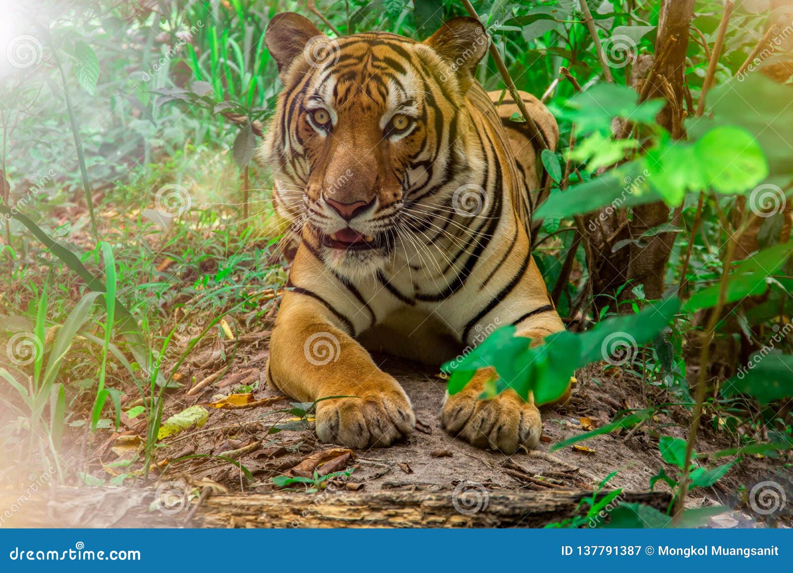 The Tiger Lying in the Bush Stock Image - Image of line, outdoor: 137791387