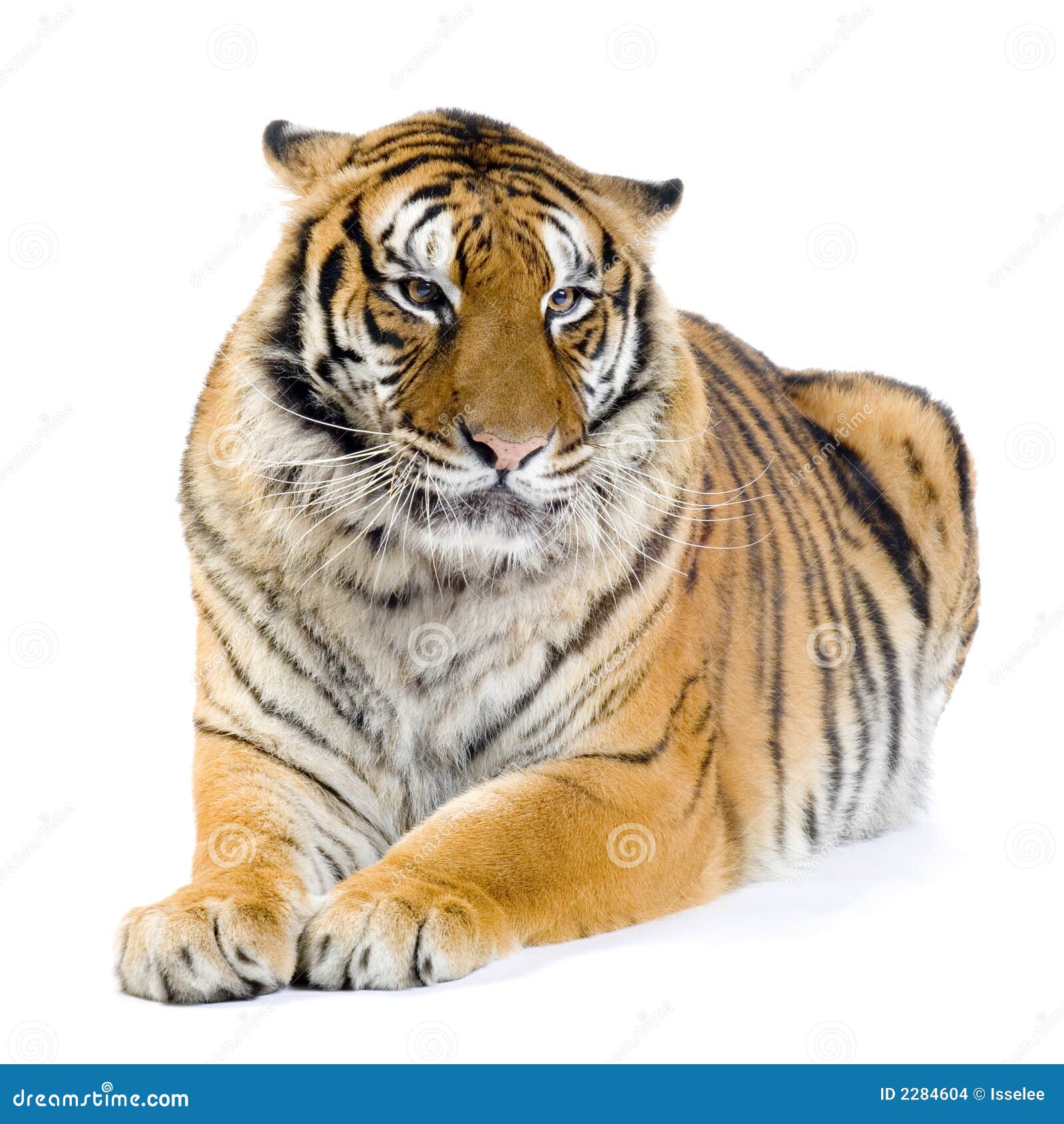 Tiger Lying On A Timber Royalty-Free Stock Image | CartoonDealer.com ...