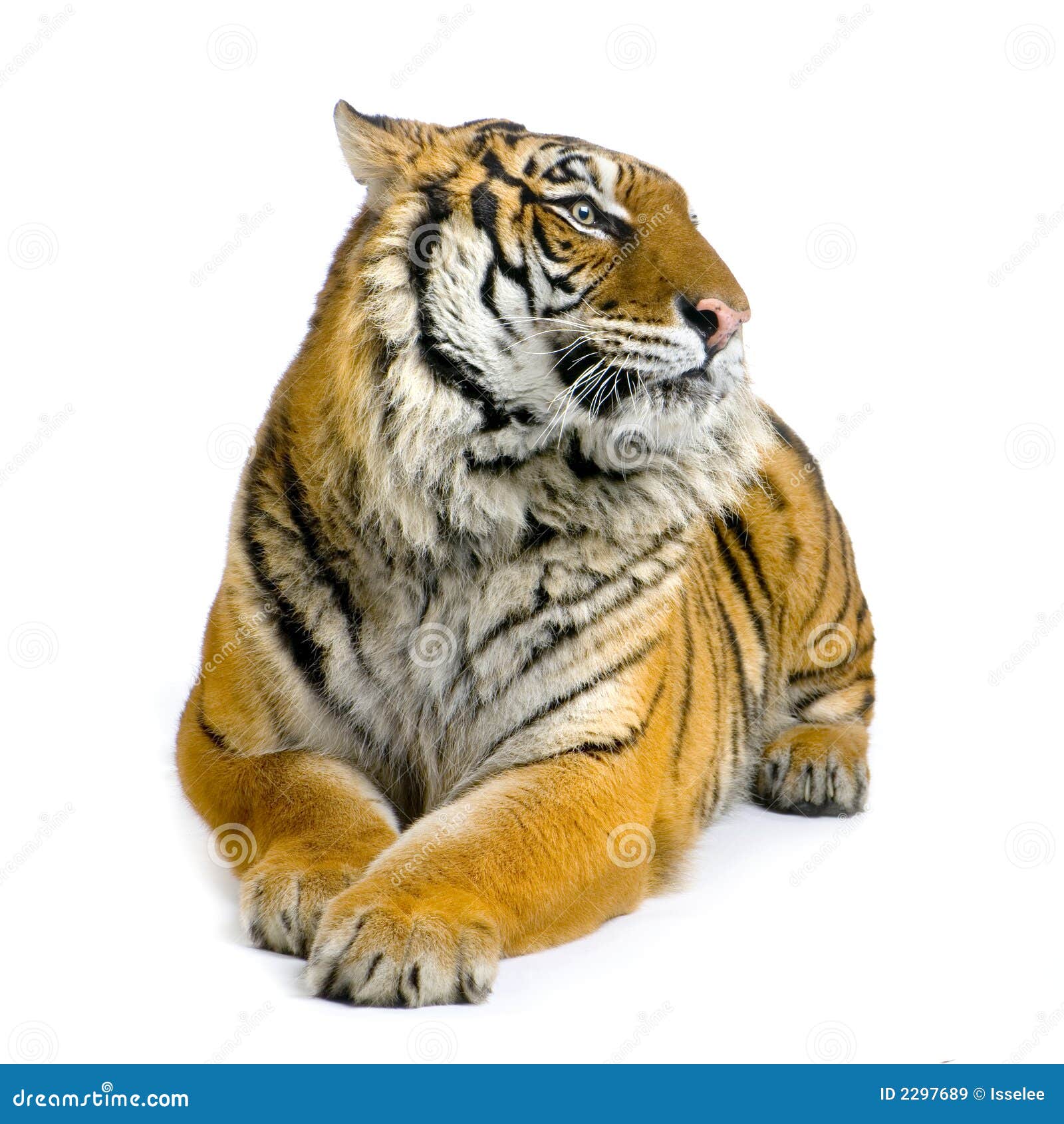 Tiger Lying On A Timber Royalty-Free Stock Image | CartoonDealer.com ...