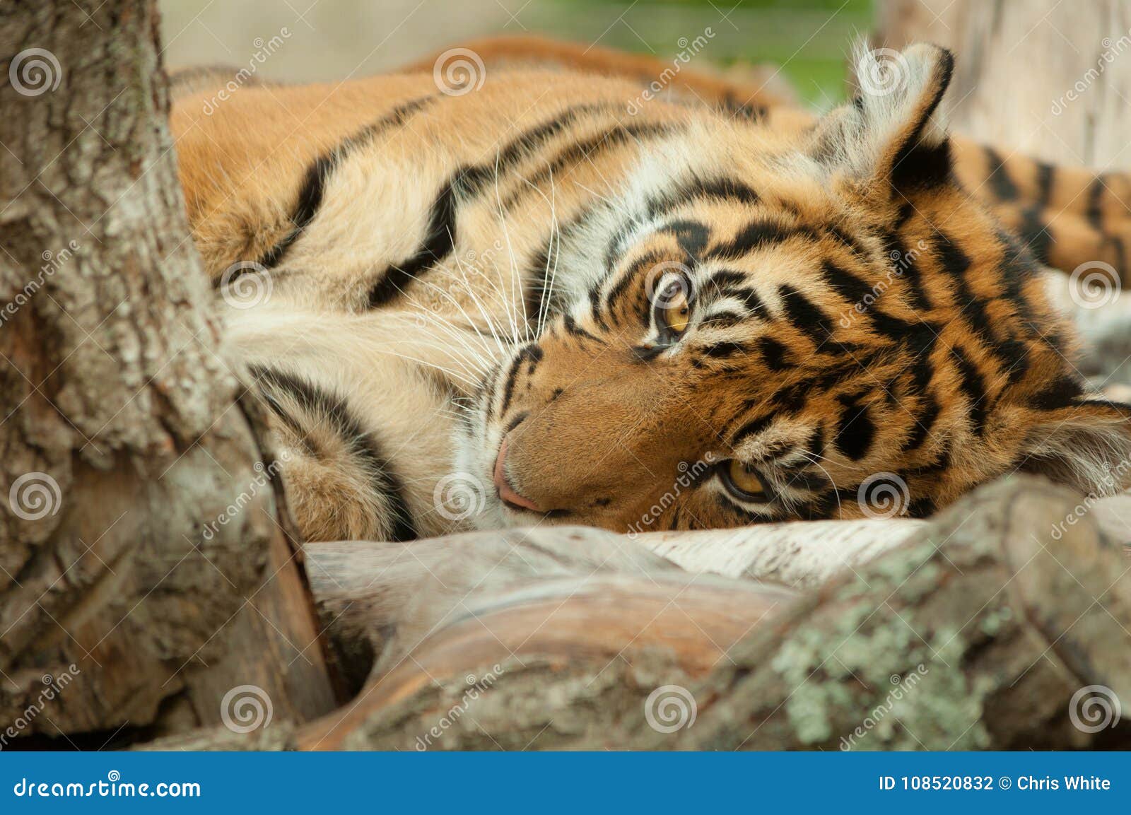 A Tiger Lying Down Staring Straight at the Viewer Stock Photo - Image ...