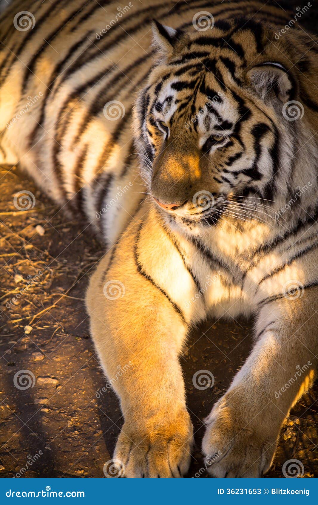 Tiger stock image. Image of horizontal, face, alone, frightful - 36231653