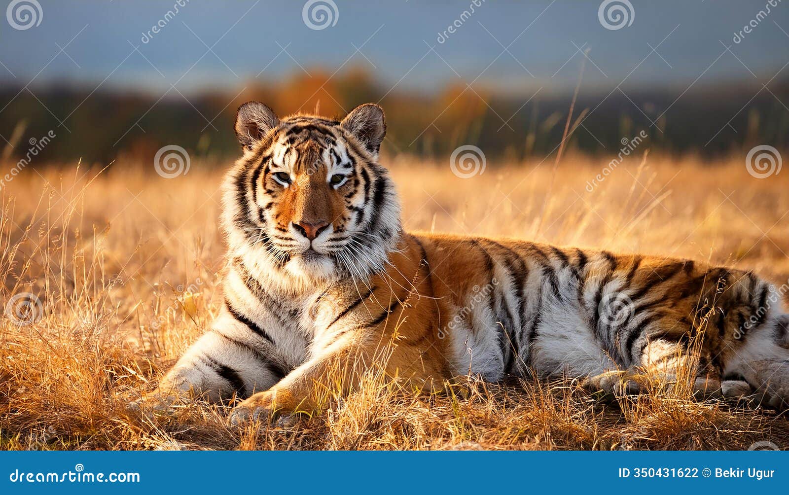 Tiger lying down in field stock illustration. Illustration of frightful ...