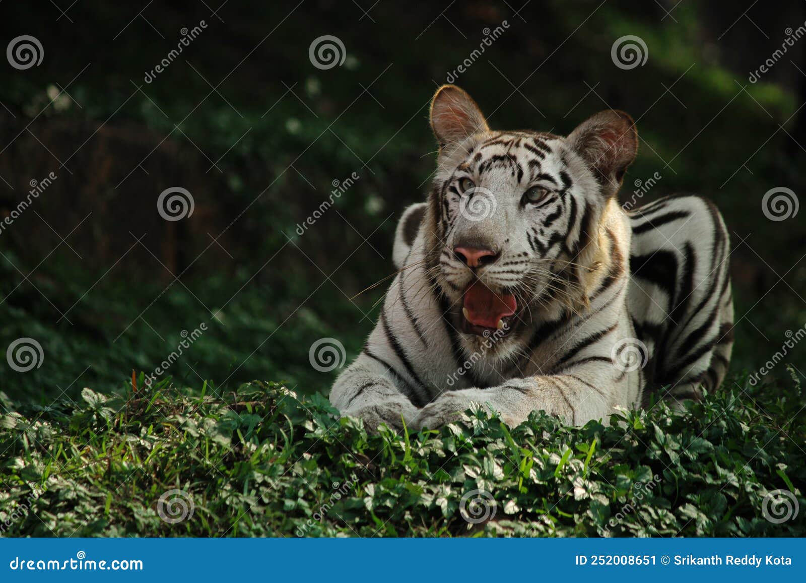 Tiger Lying Down Looking Away Stock Image - Image of fascinating ...