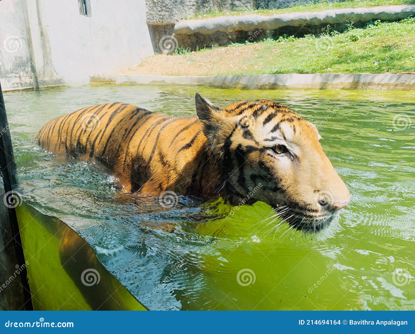 Tiger in the lake stock photo. Image of mammal, lake - 214694164
