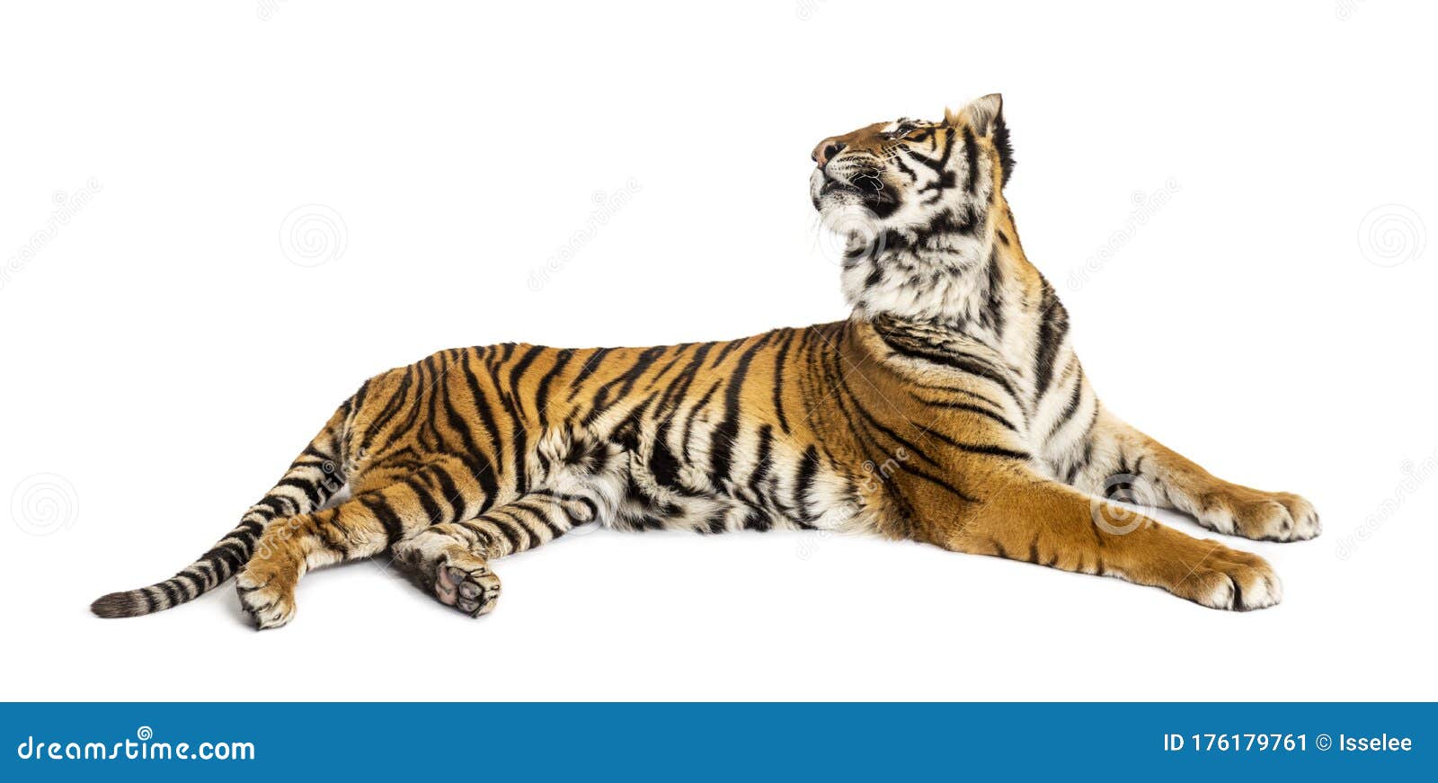 785 Tiger Looking Down Stock Photos - Free & Royalty-Free Stock Photos ...