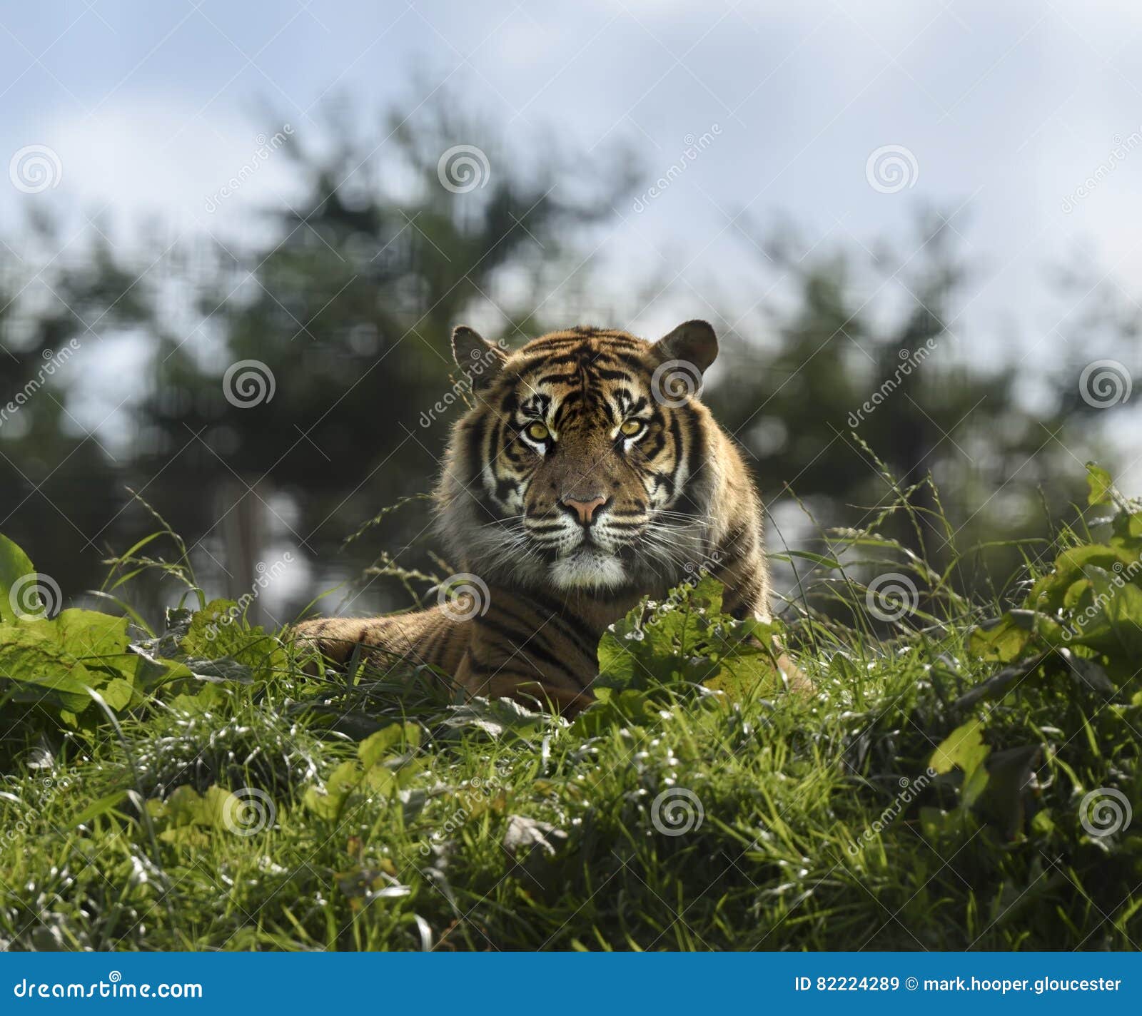 Tiger Lying Down Looking Intently at Camera Stock Image - Image of ...
