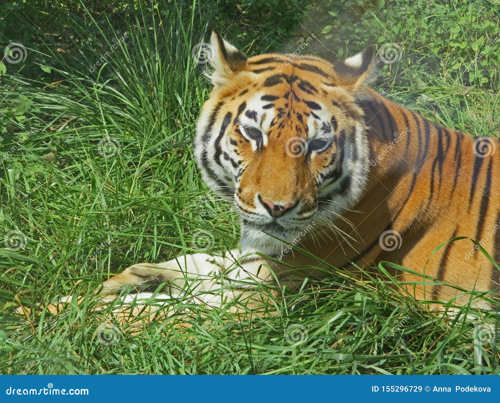 Tiger Lying Down for a Rest in the Grass. Stock Image - Image of ...