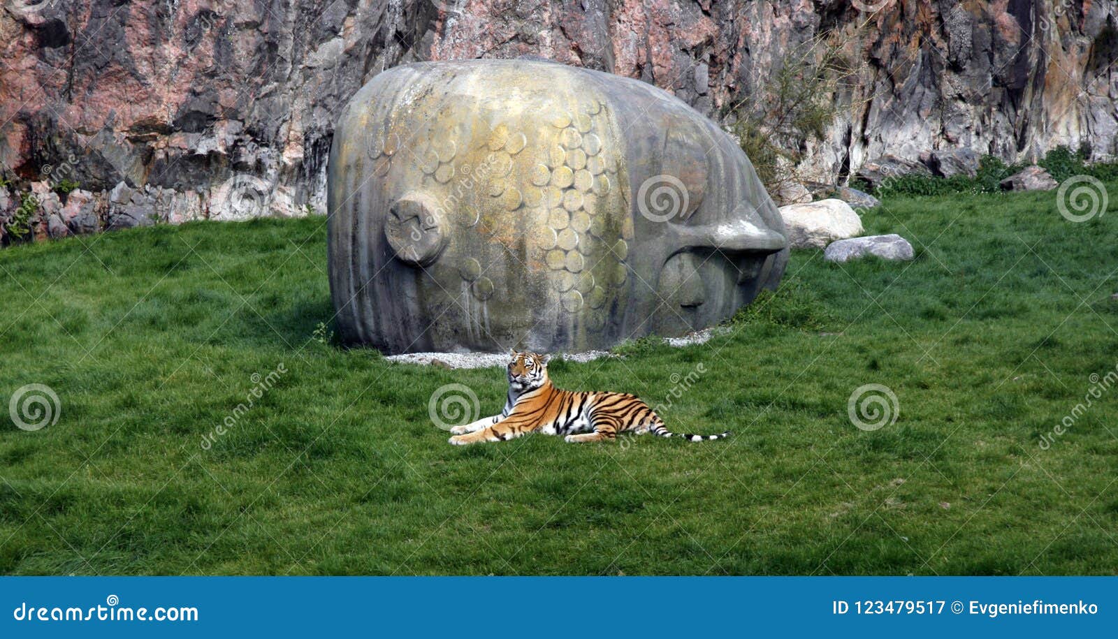 Tiger Lying in Front of Buddha Head Stock Image - Image of stripes ...