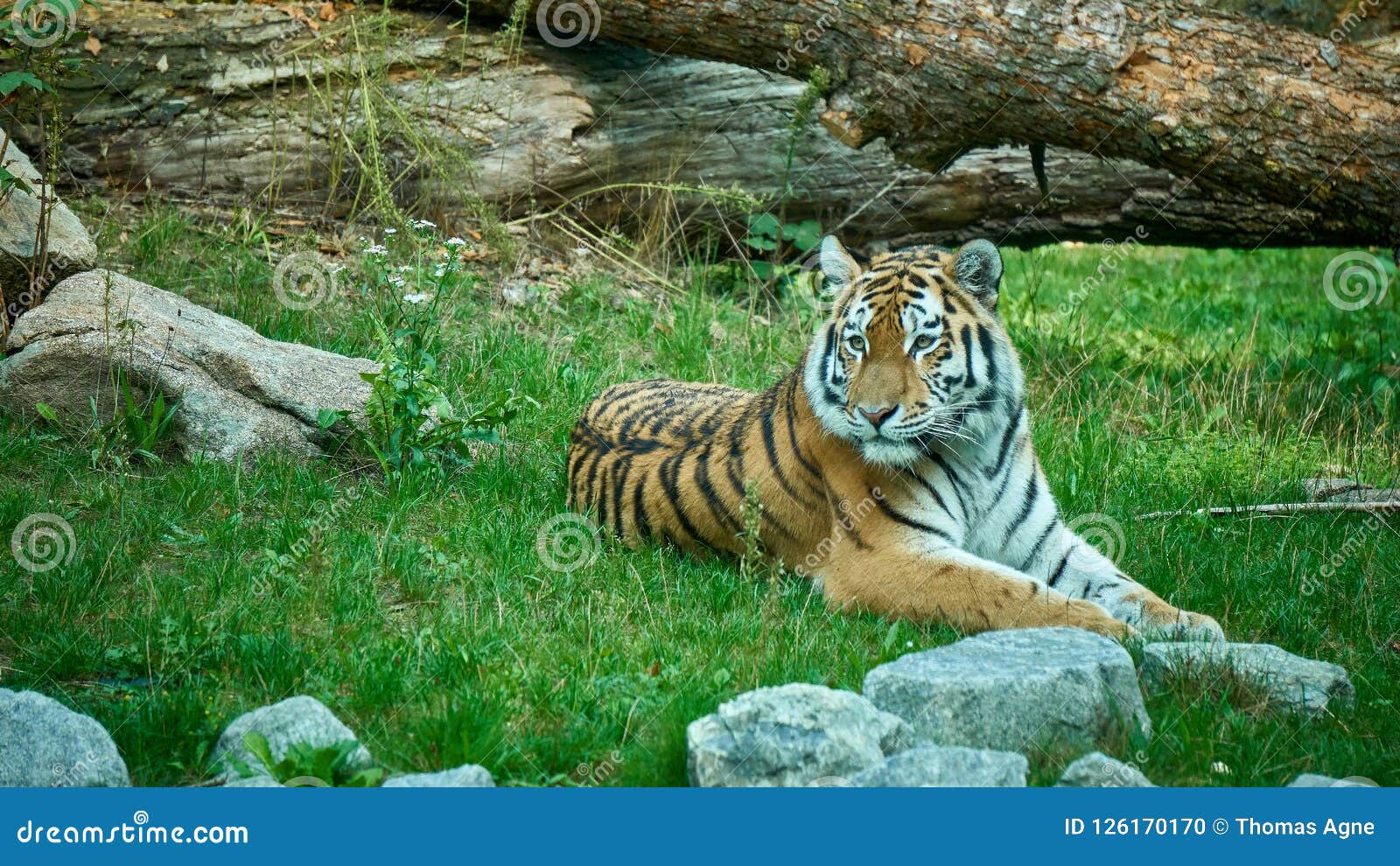 Tiger lying on the ground stock photo. Image of orange - 126170170