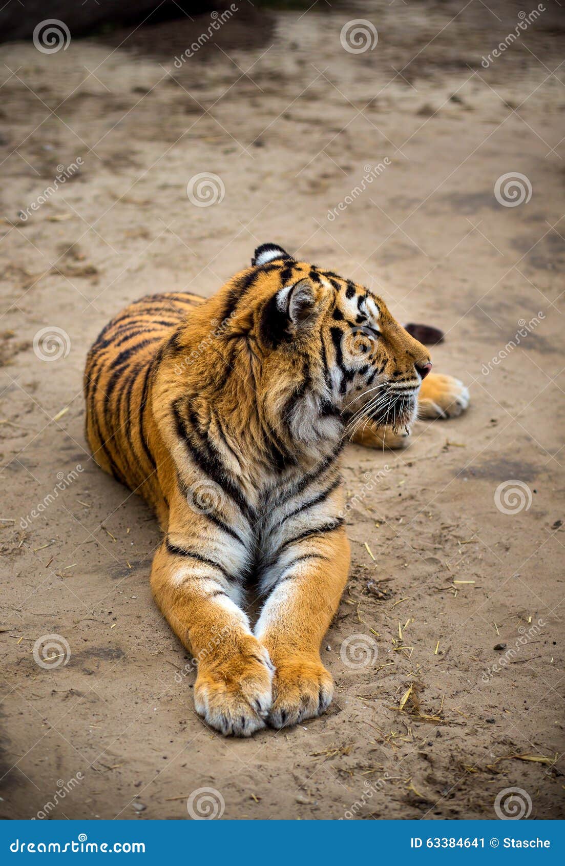 Tiger Lying on the Ground with His Head Turned To the Side Stock Image ...