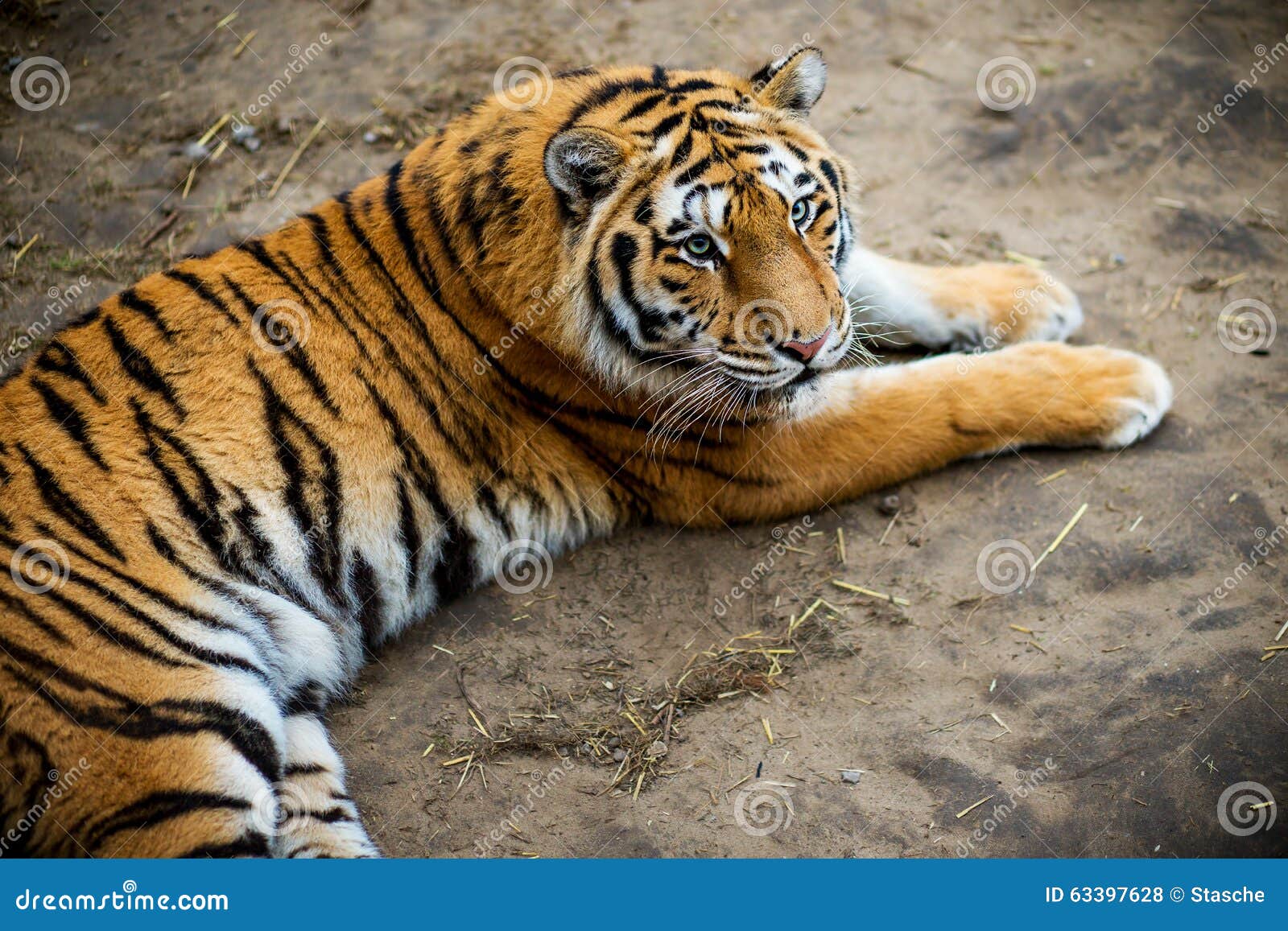 Tiger lying stock photo. Image of power, feline, nature - 63397628