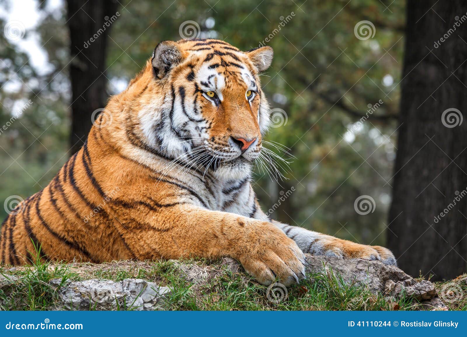 Tiger Lying on the Ground in Safari. Stock Photo - Image of face ...